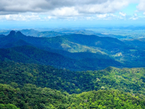 Rainforests in Beautiful Australia – Nelle's journey