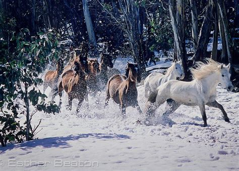 Our Beautiful Iconic Wild Horses – Nelle's journey