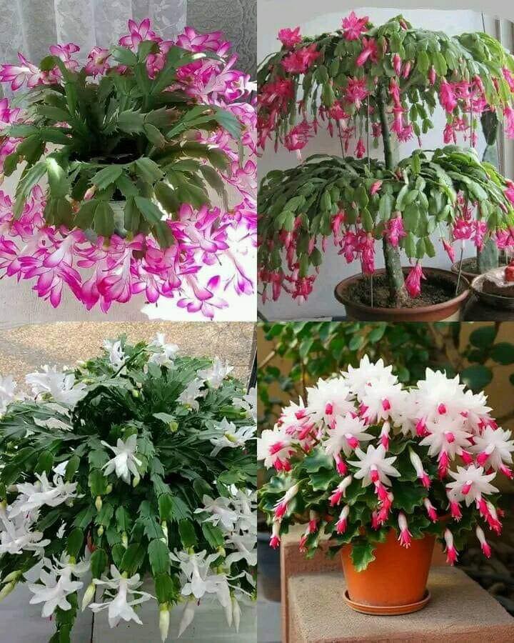 How to Make Your Christmas Cactus Bloom All Holiday Season Long – Nelle ...
